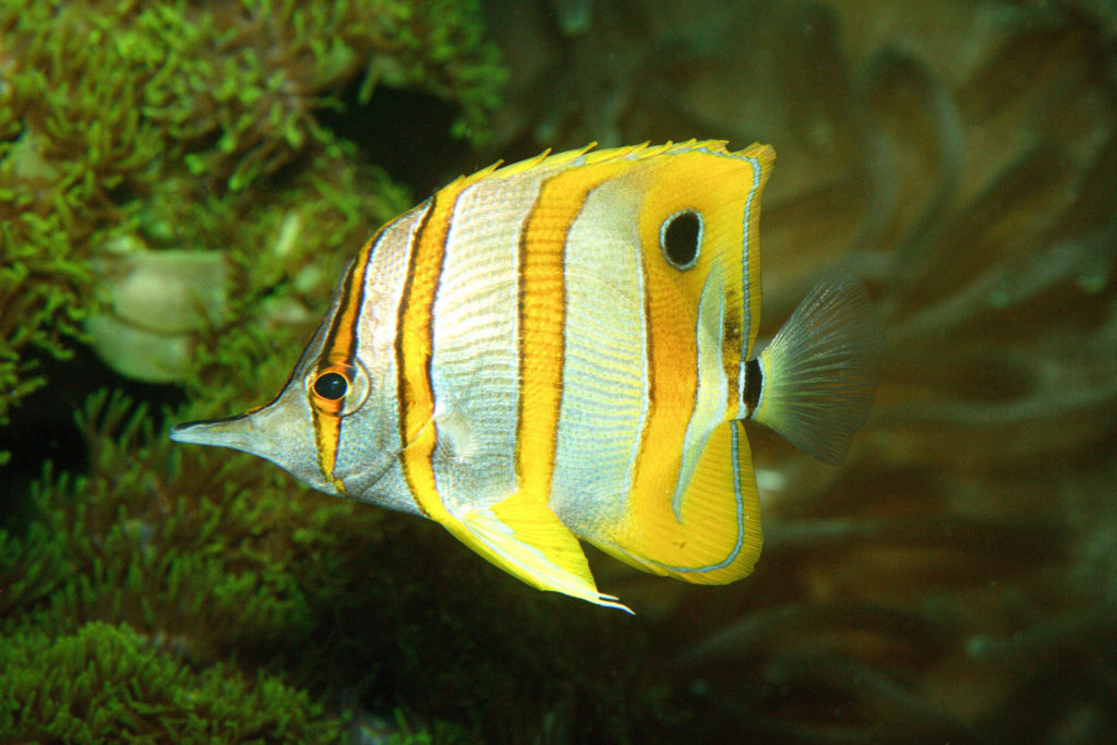 Copperband Butterfly - For The Fishes