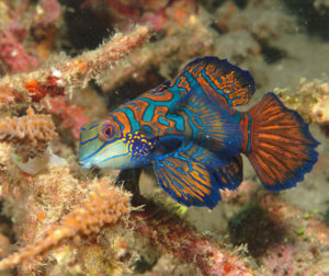 Blue Mandarinfish - For The Fishes