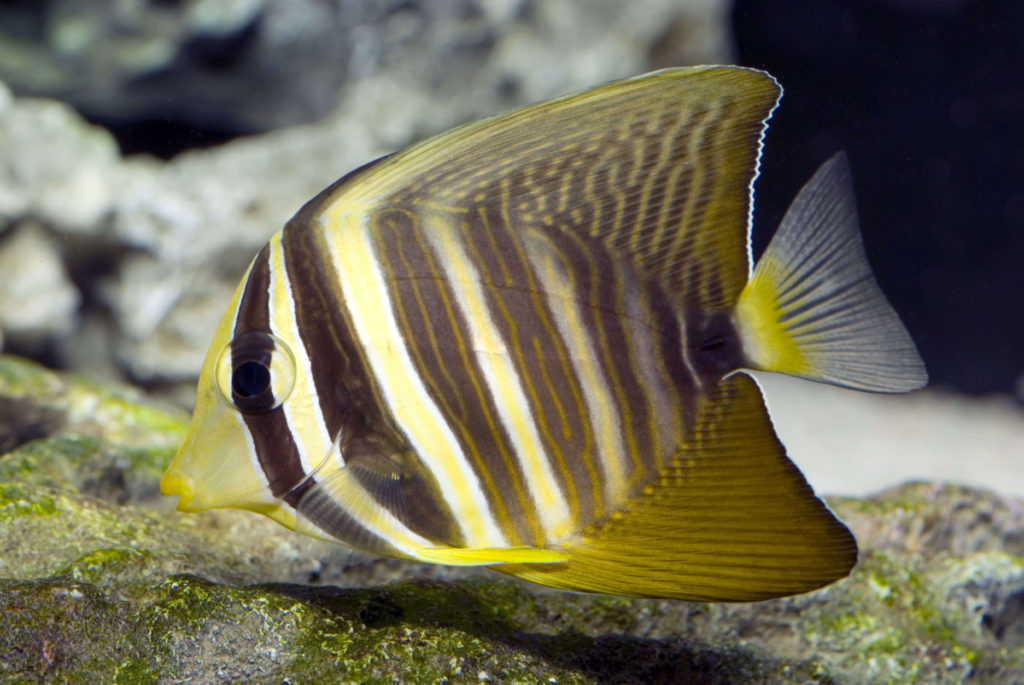 Sailfin Tang - For The Fishes