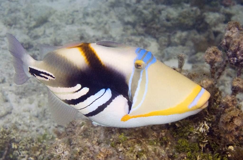 Leave it Wild Archives - For The Fishes