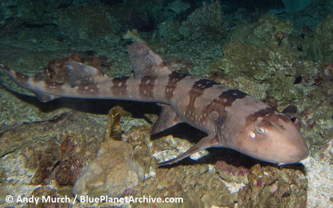 Public Display Archives - For The Fishes